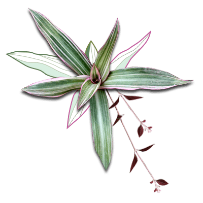 ELT India: A Leading Green Wall Company